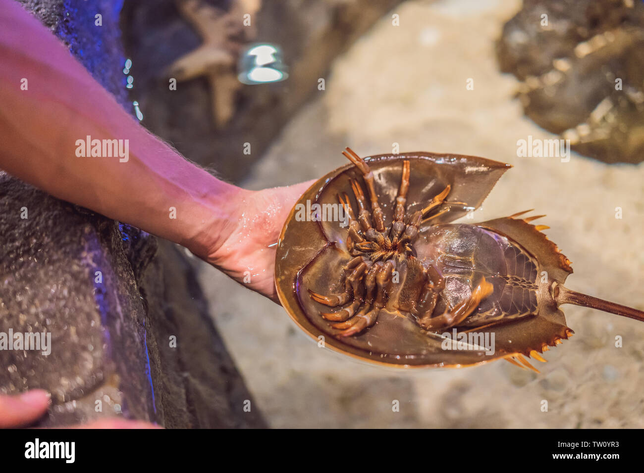 The horsetail crab is a detachment of aquatic helicera from the ...
