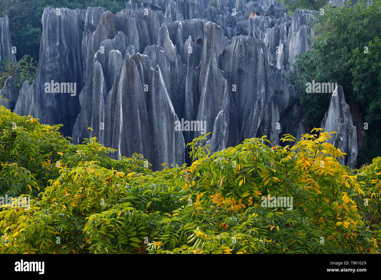 The Stone Forest landscape in Yunnan. This is a limestone formations ...