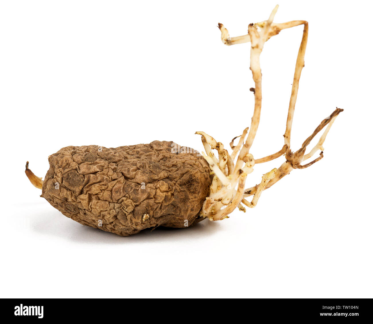 Old germinated yellow potato isolated on white background. Big sprouts ...