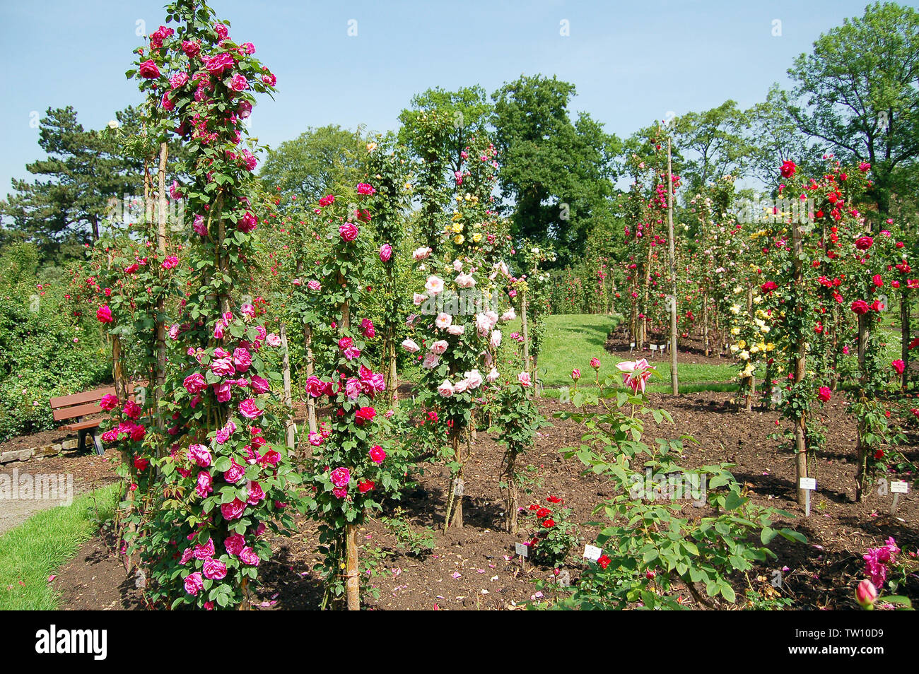 traditional Rose garden in summer time Stock Photo - Alamy