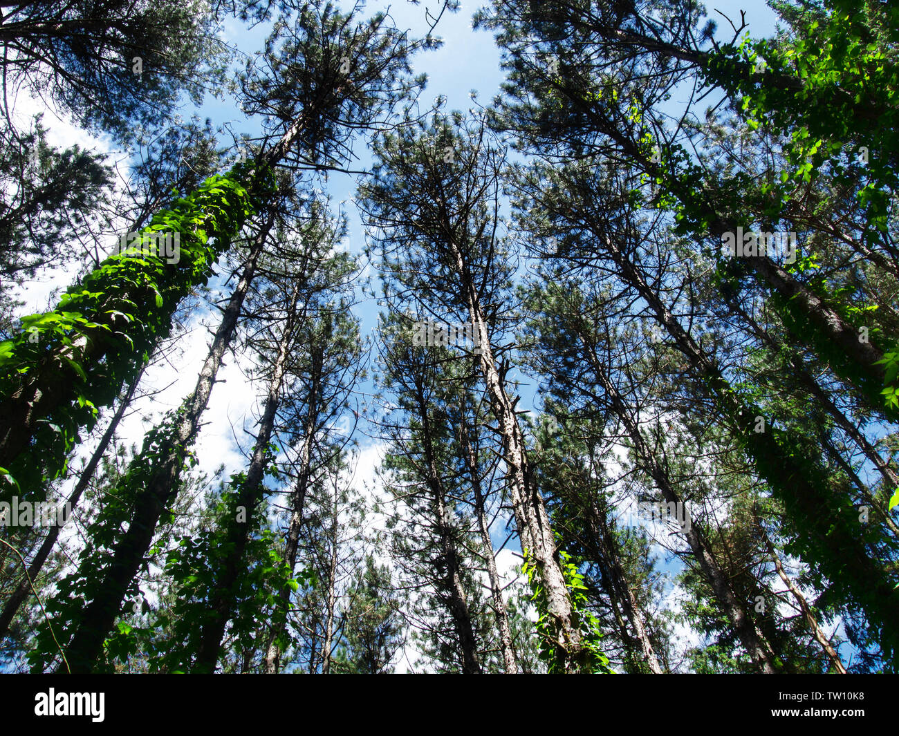 Forest full of Pine Trees in spring Stock Photo - Alamy