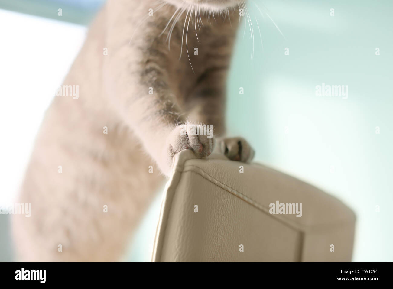 Cute cat climbing on back of chair Stock Photo - Alamy