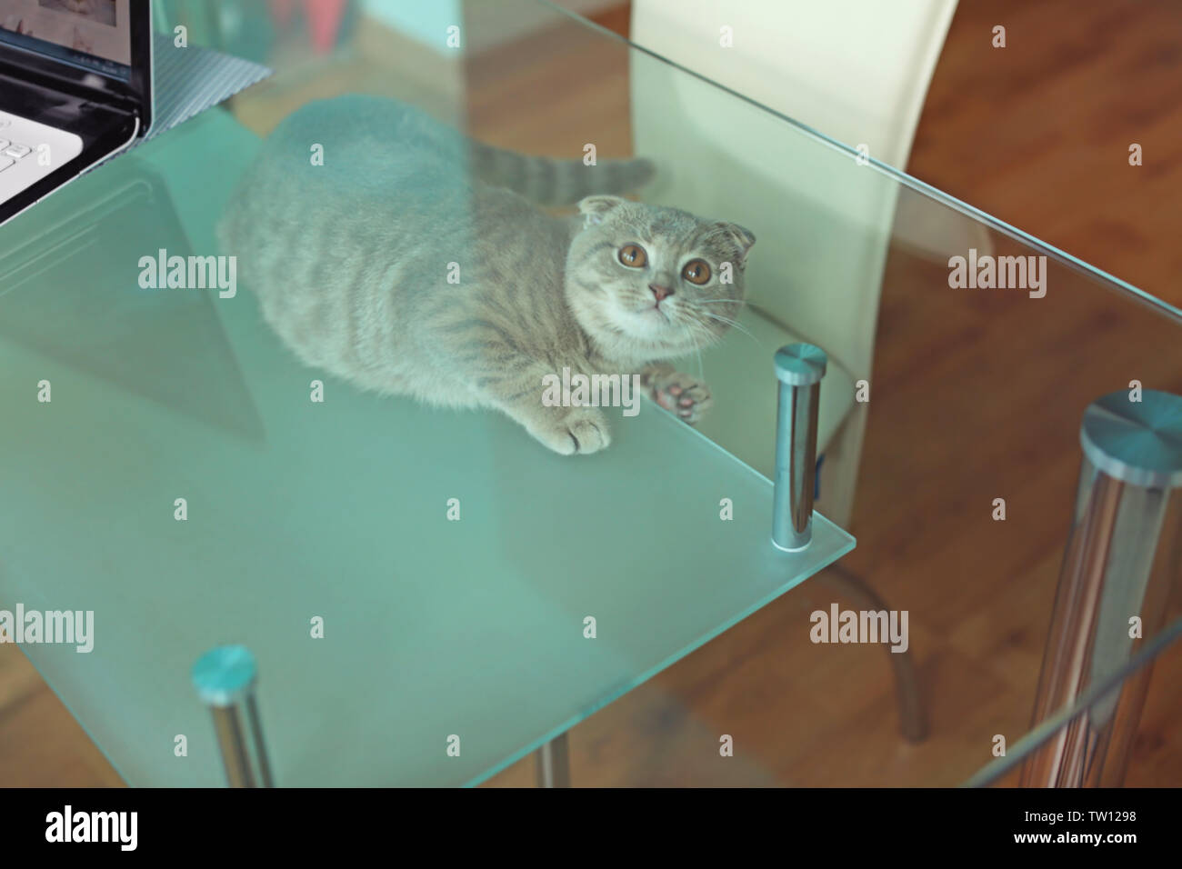 Cute cat playing at home Stock Photo - Alamy