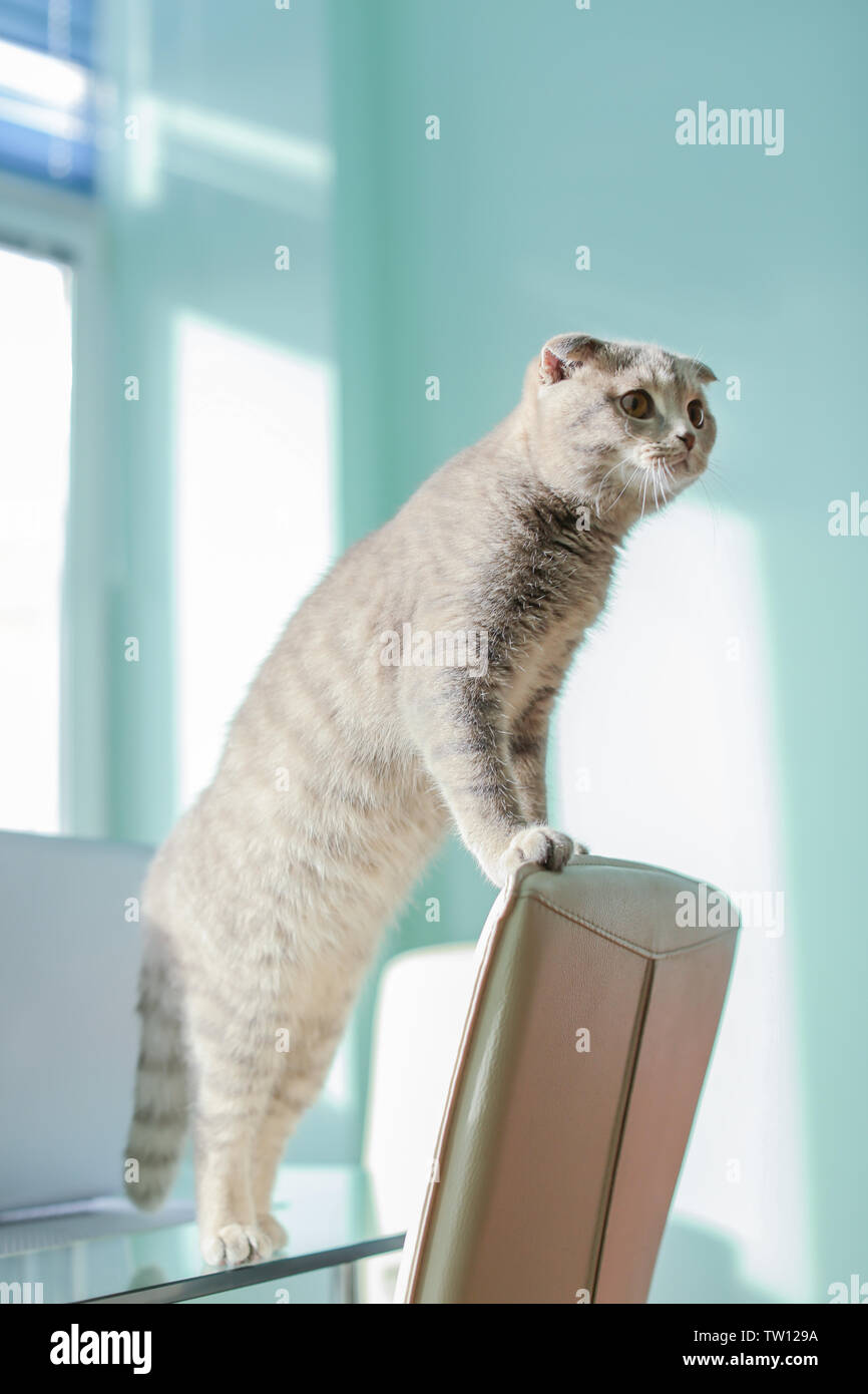 Cute cat climbing on back of chair Stock Photo - Alamy
