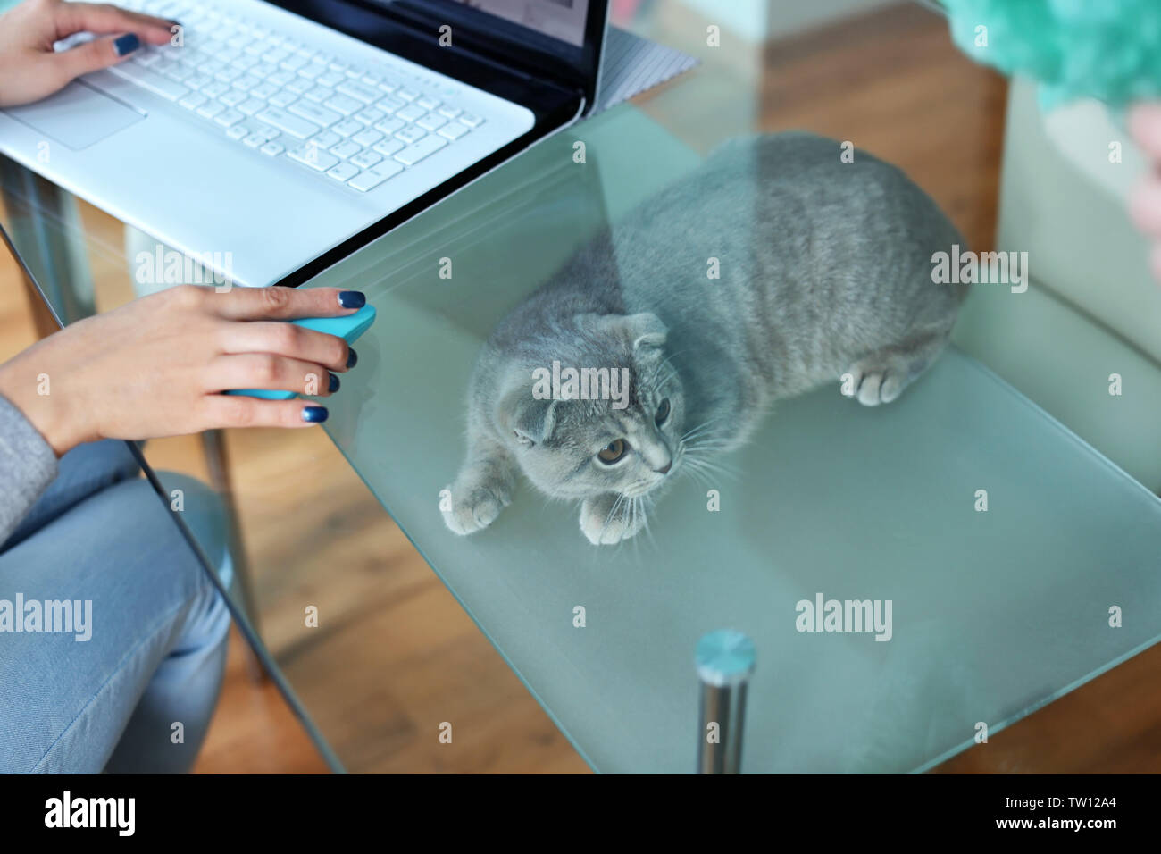 Cute cat playing at home Stock Photo - Alamy