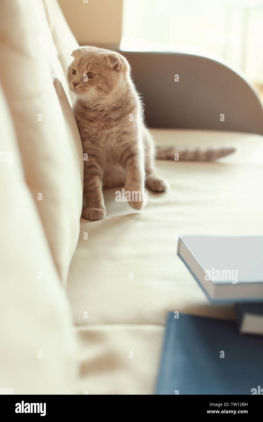 Cute cat sitting on sofa Stock Photo - Alamy