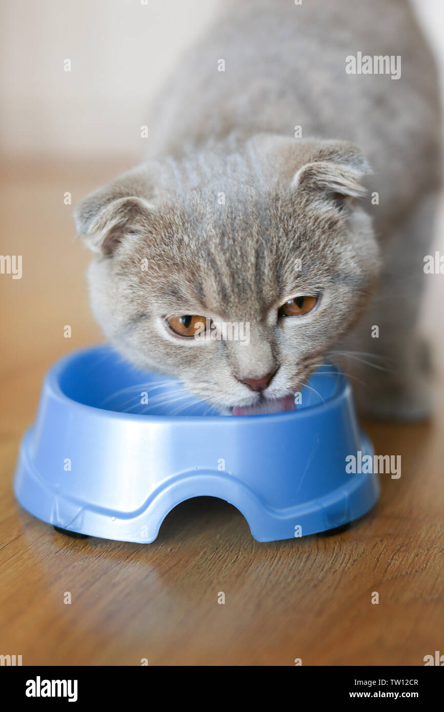 Cute cat eating at home Stock Photo - Alamy
