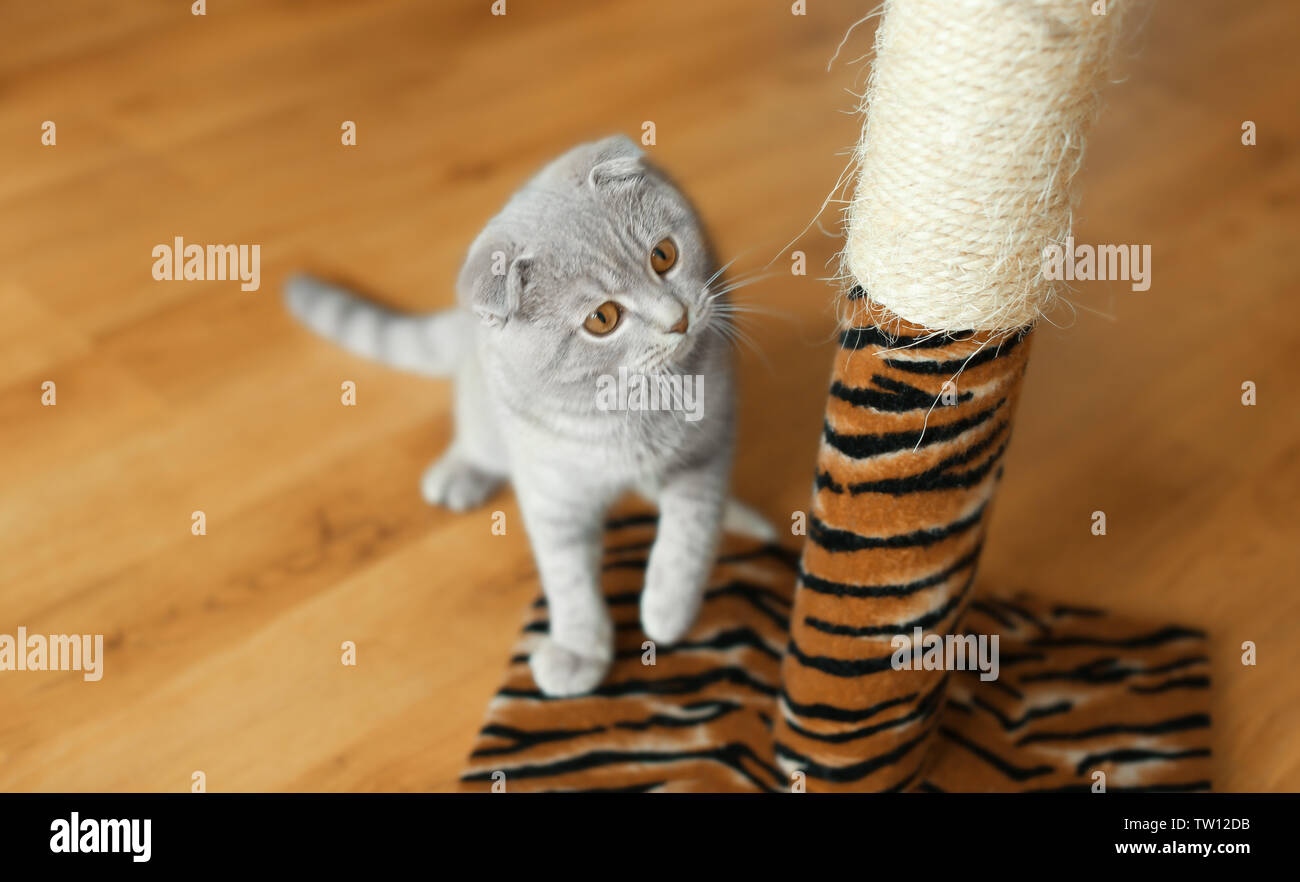 Cute cat with claws sharpener at home Stock Photo - Alamy