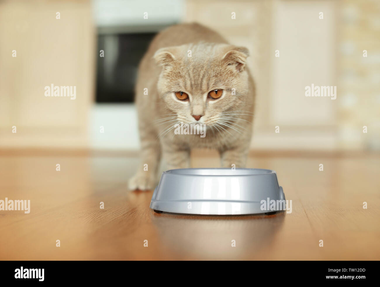 Cute cat eating at home Stock Photo - Alamy
