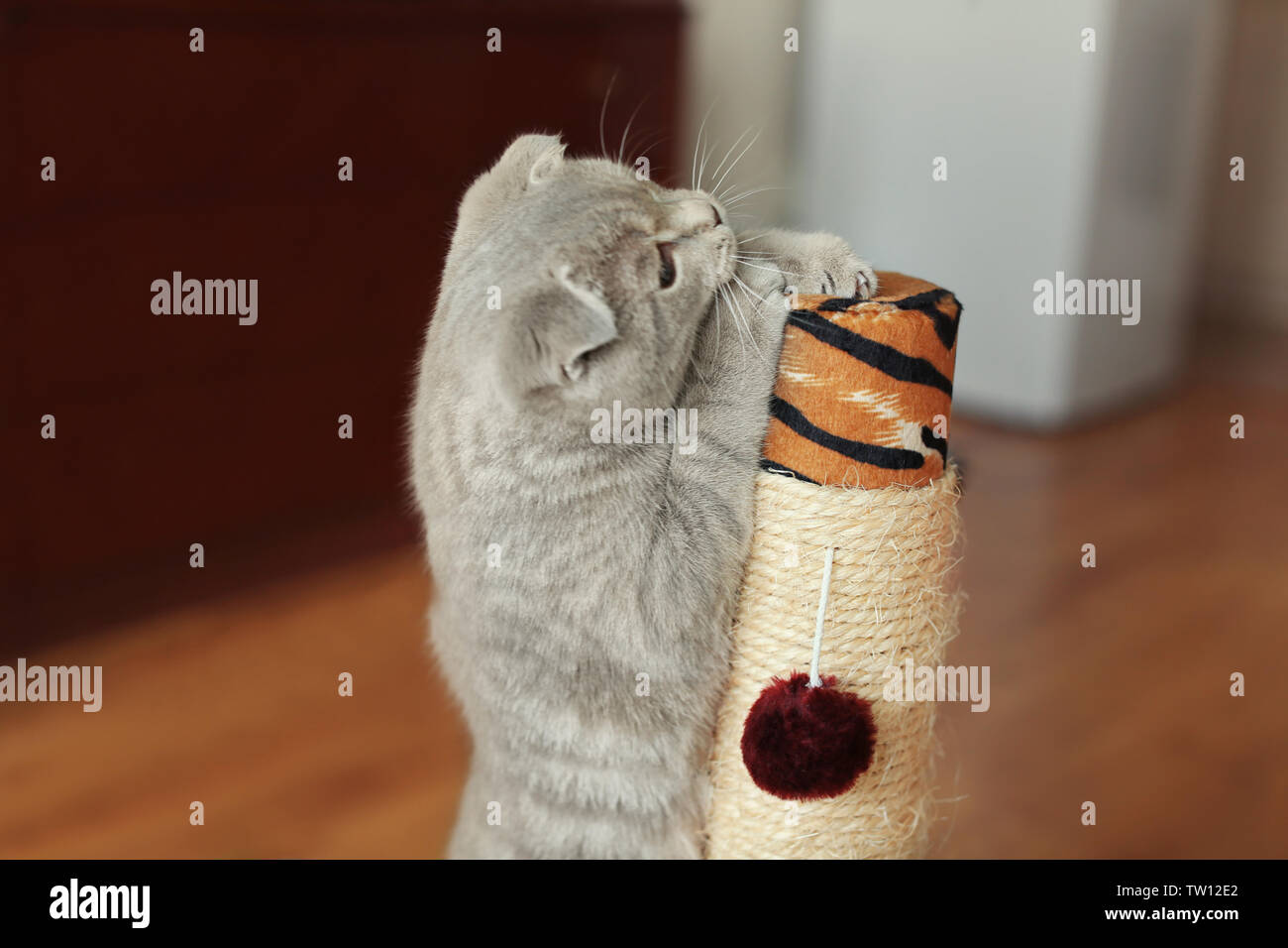 Cute cat with claws sharpener at home Stock Photo - Alamy