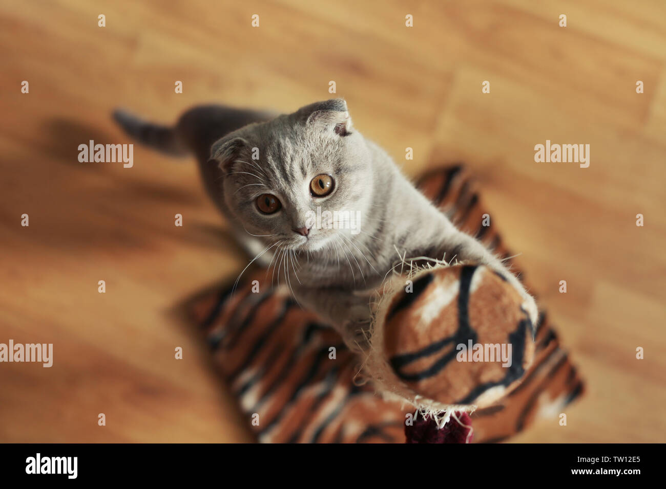 Cute cat sharpening claws on scratching post Stock Photo - Alamy