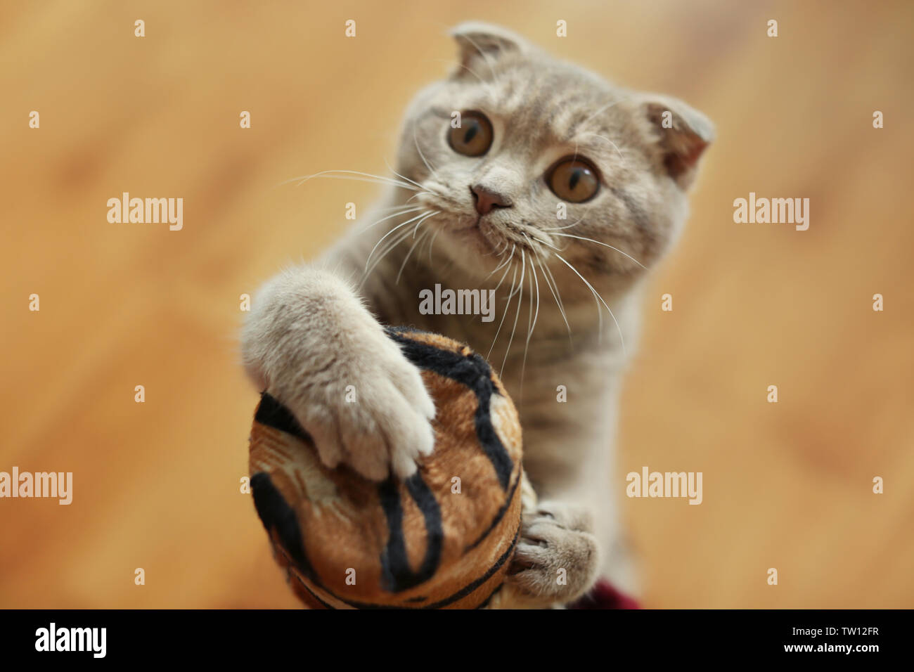 Cute cat sharpening claws on scratching post Stock Photo - Alamy