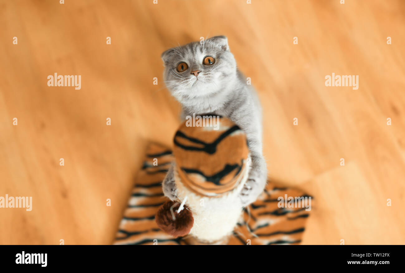 Cute cat sharpening claws on scratching post Stock Photo - Alamy