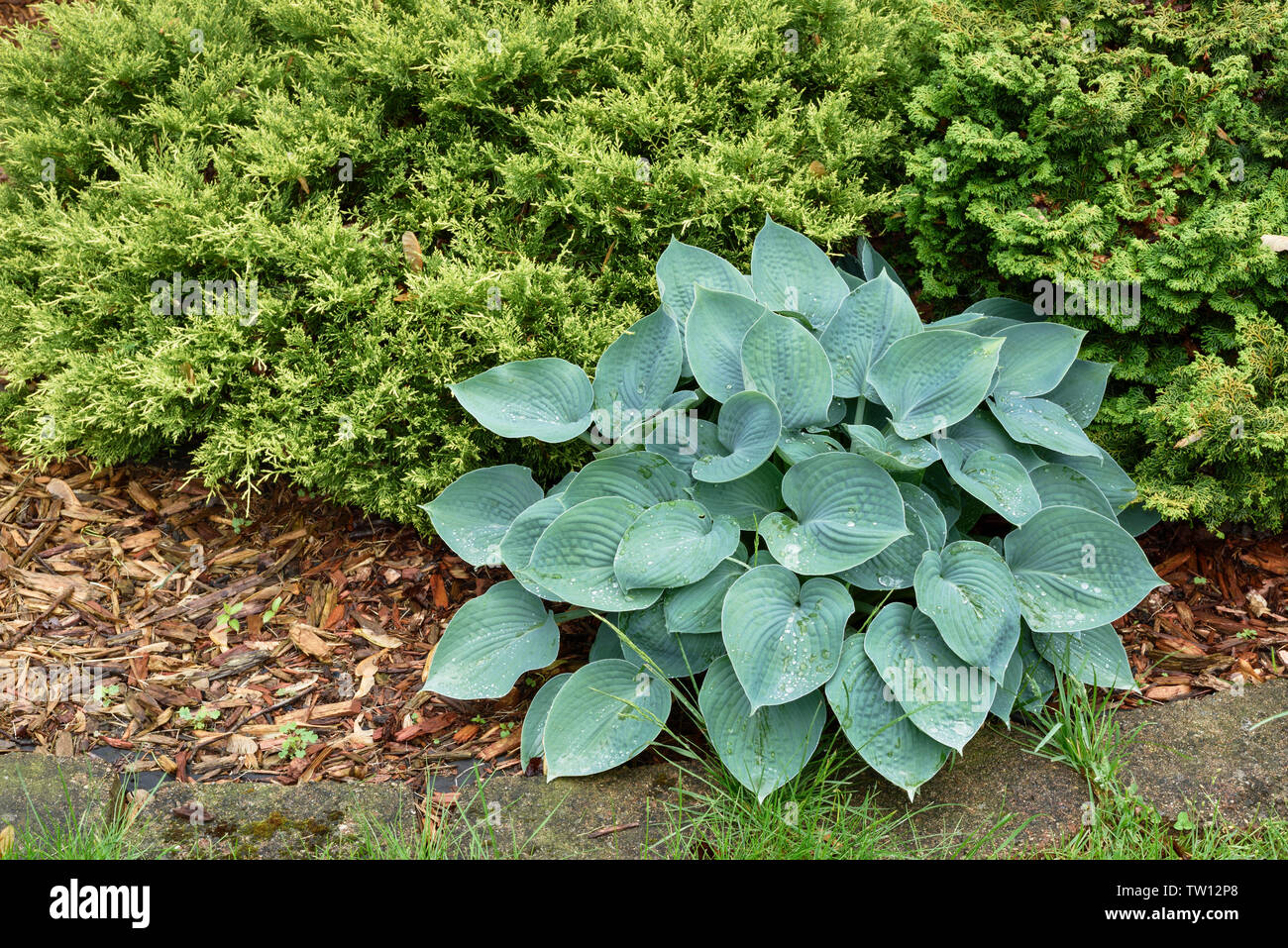 A mature blue green hosta plant growing between two arborvitae shrubs ...