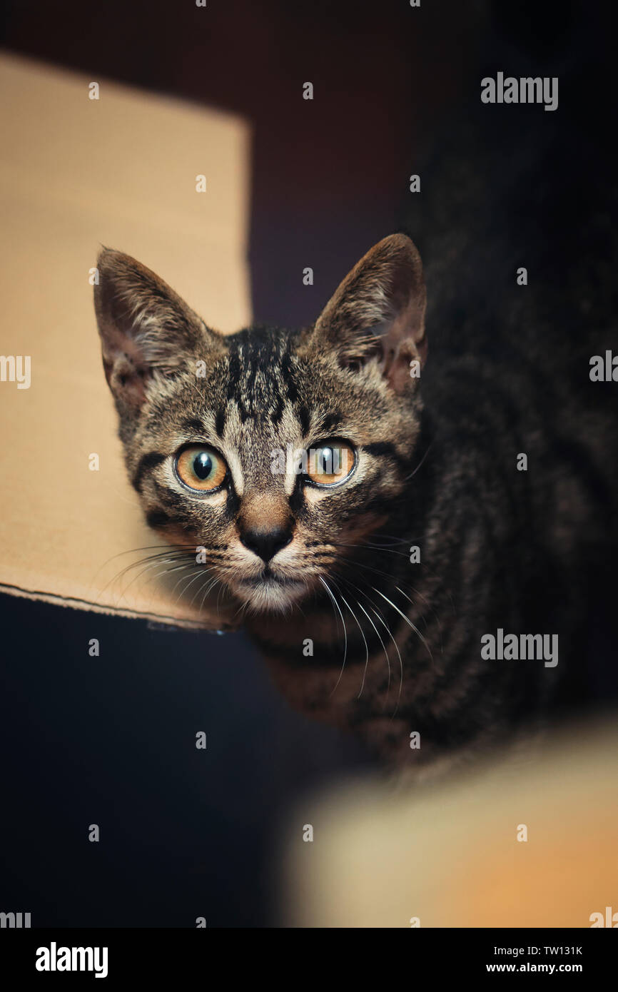 Tiger skin cat at home Stock Photo - Alamy