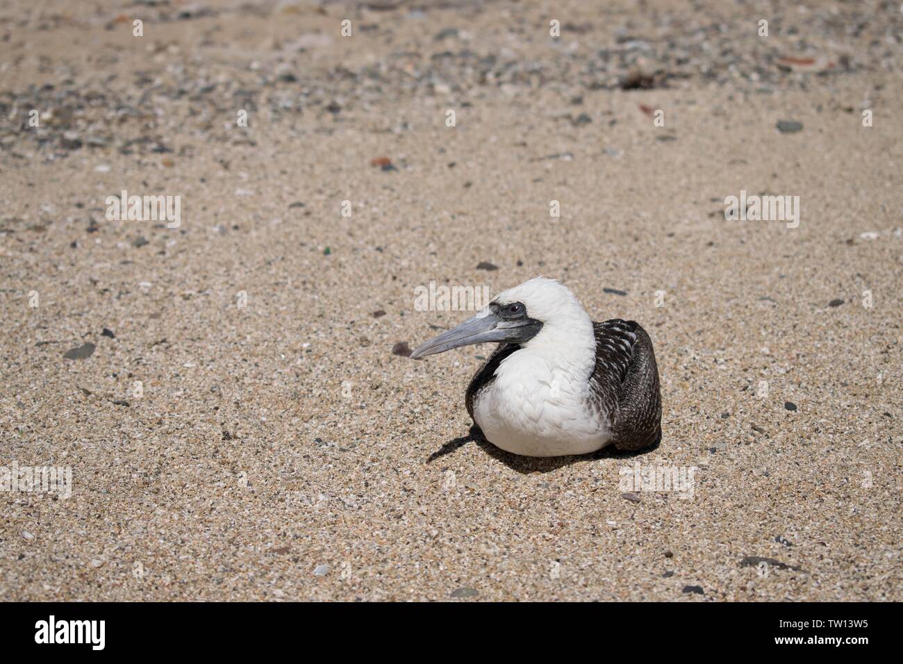 Albatross bird sitting on the coast of a sea Stock Photo - Alamy