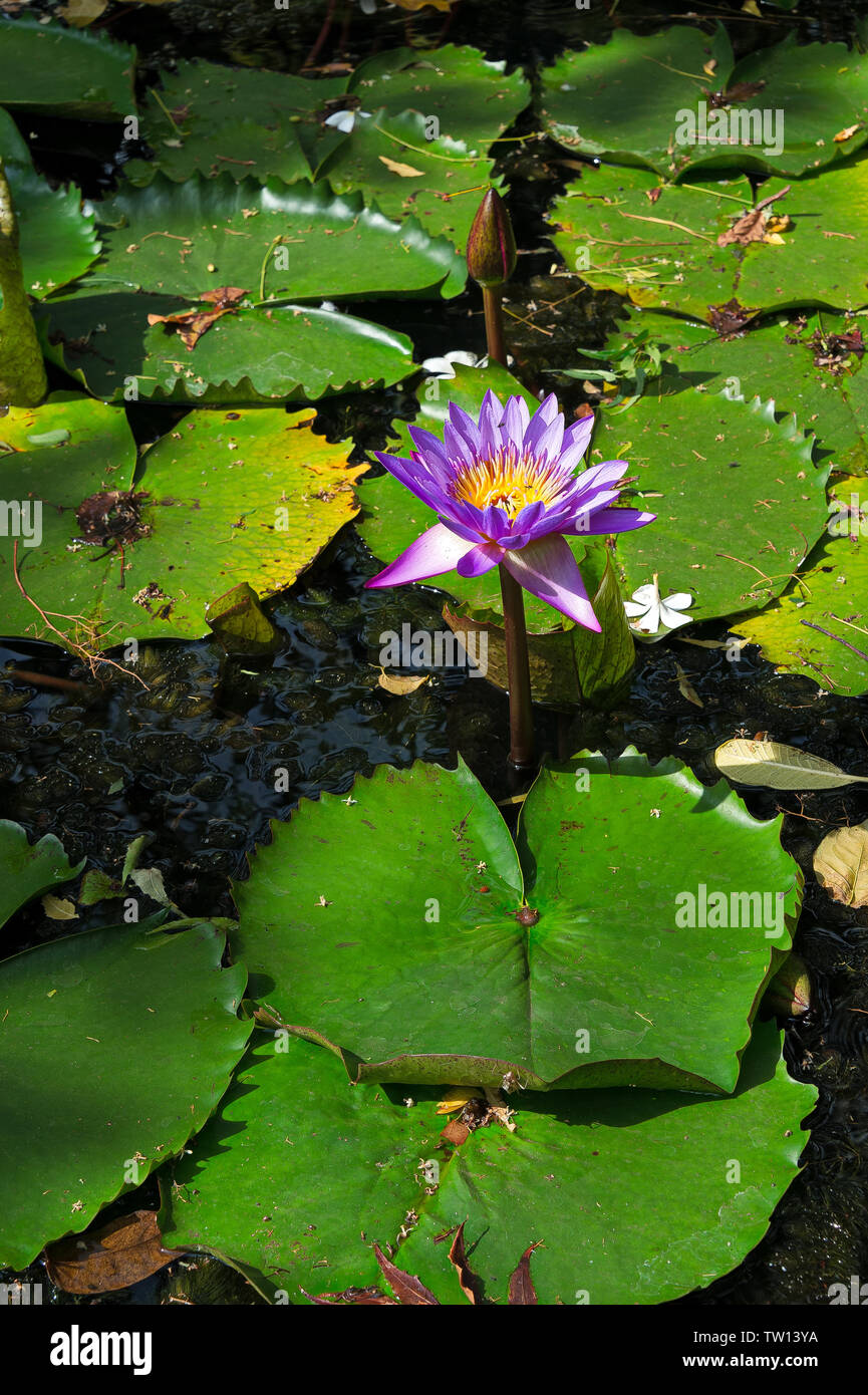 The lotus flower is a very ancient symbol the main characteristic ...