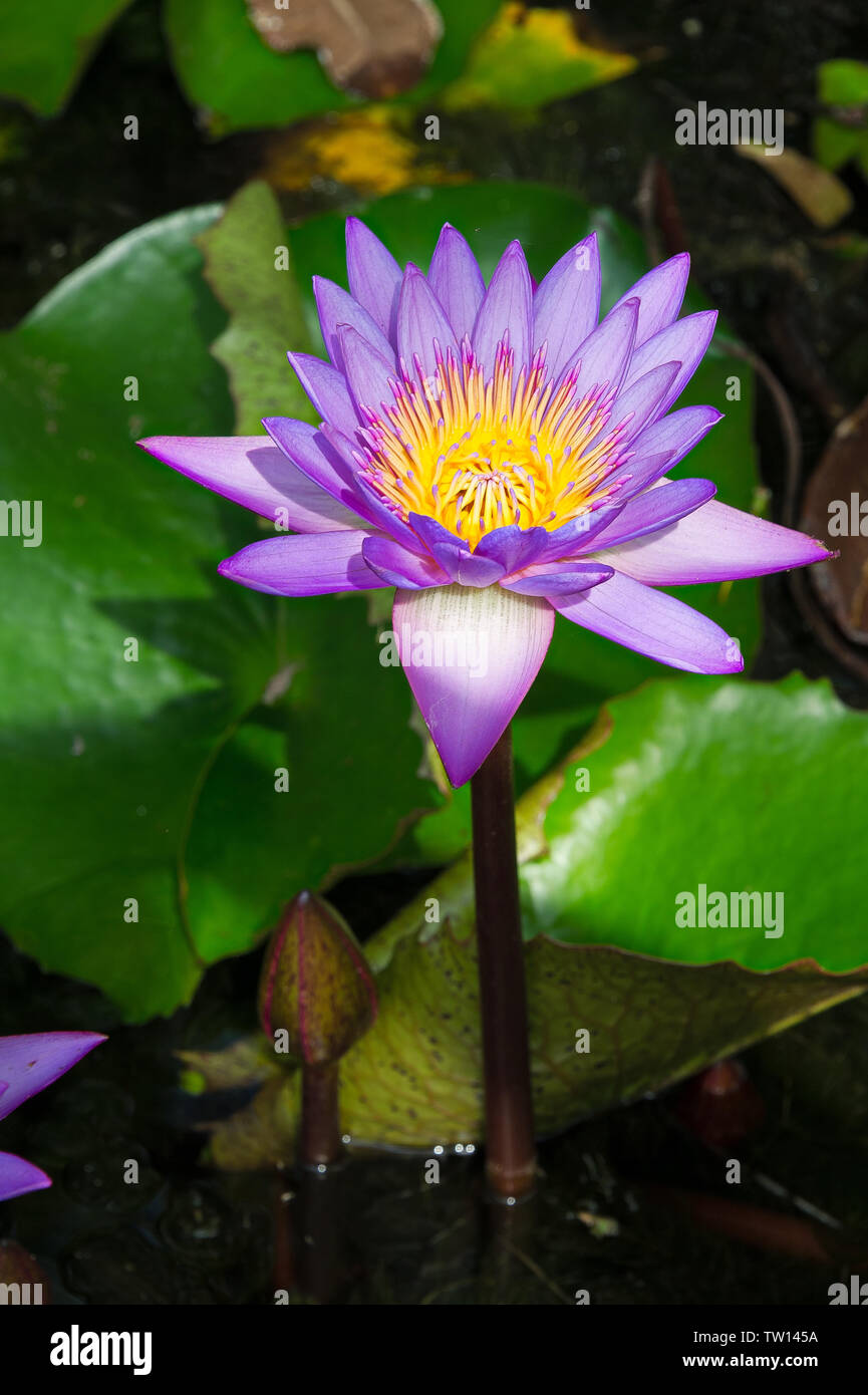 The lotus flower is a very ancient symbol the main characteristic ...