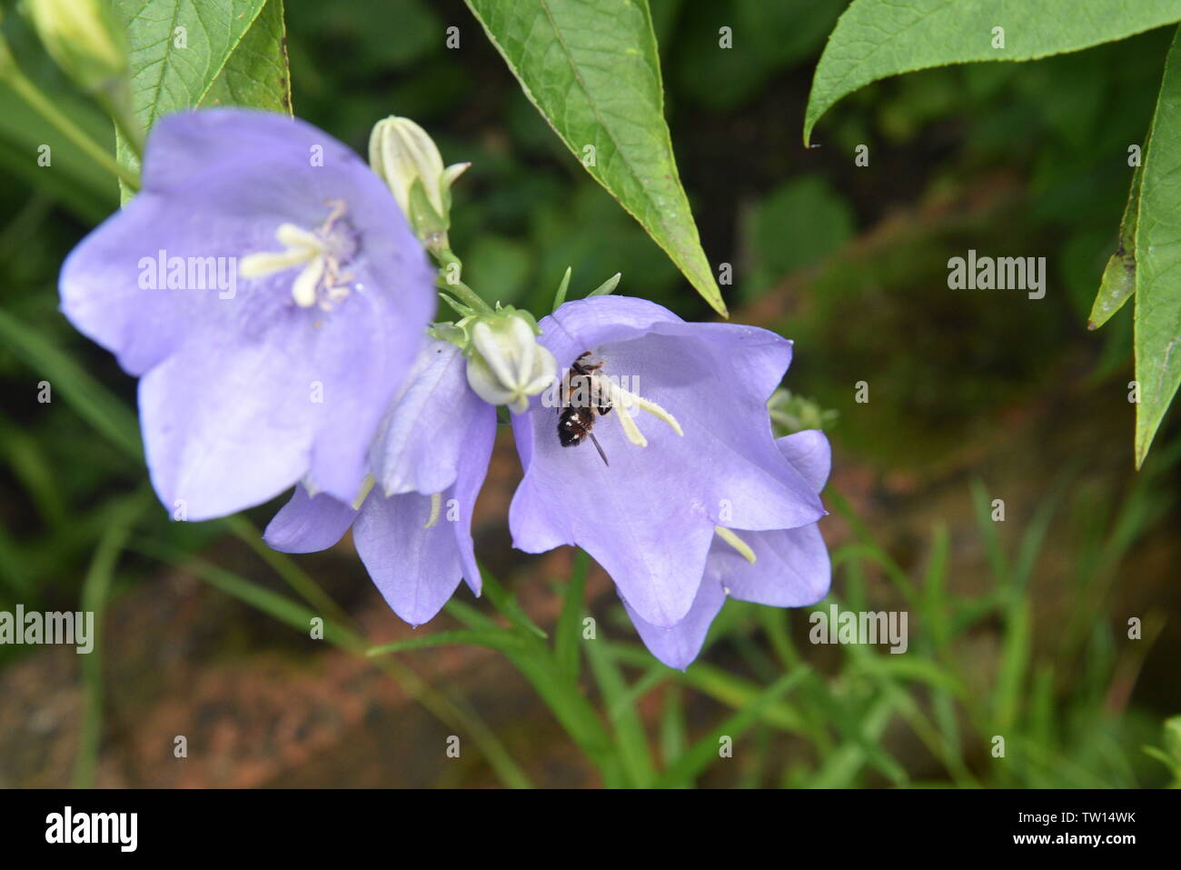 Cottage garden campanula hi-res stock photography and images - Alamy