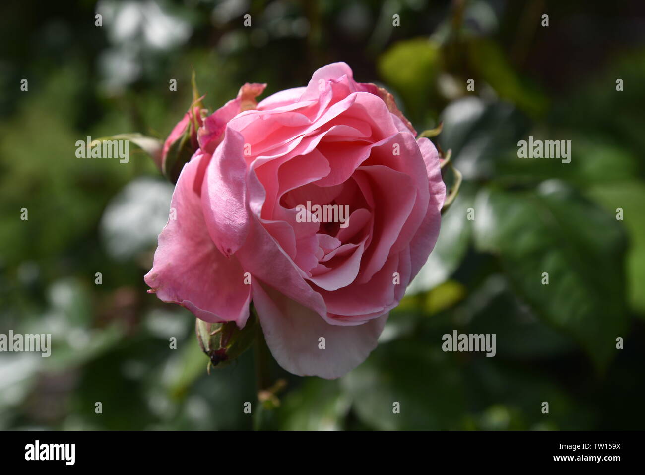 Selective flower hi-res stock photography and images - Alamy