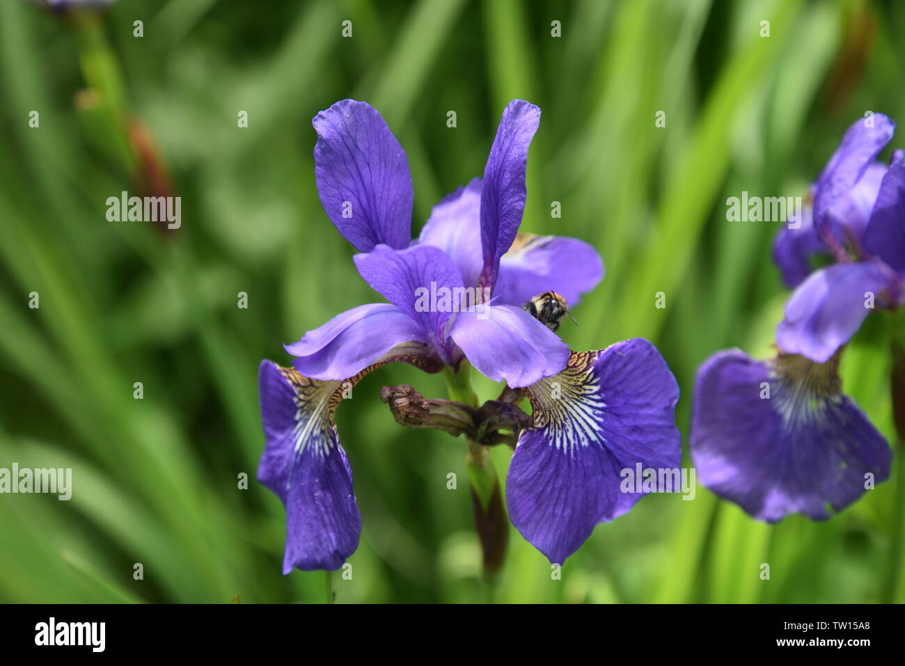 Iris floral hi-res stock photography and images - Alamy