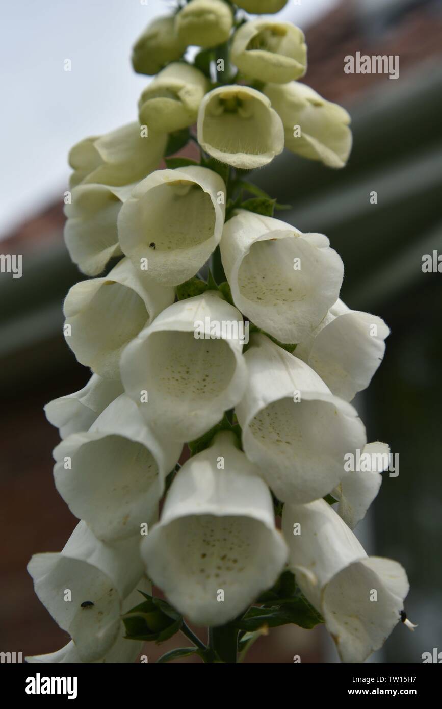 Group Of Foxgloves High Resolution Stock Photography and Images - Alamy