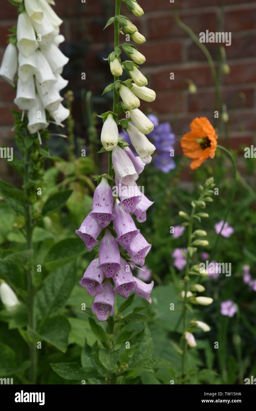 Group of foxgloves hi-res stock photography and images - Alamy