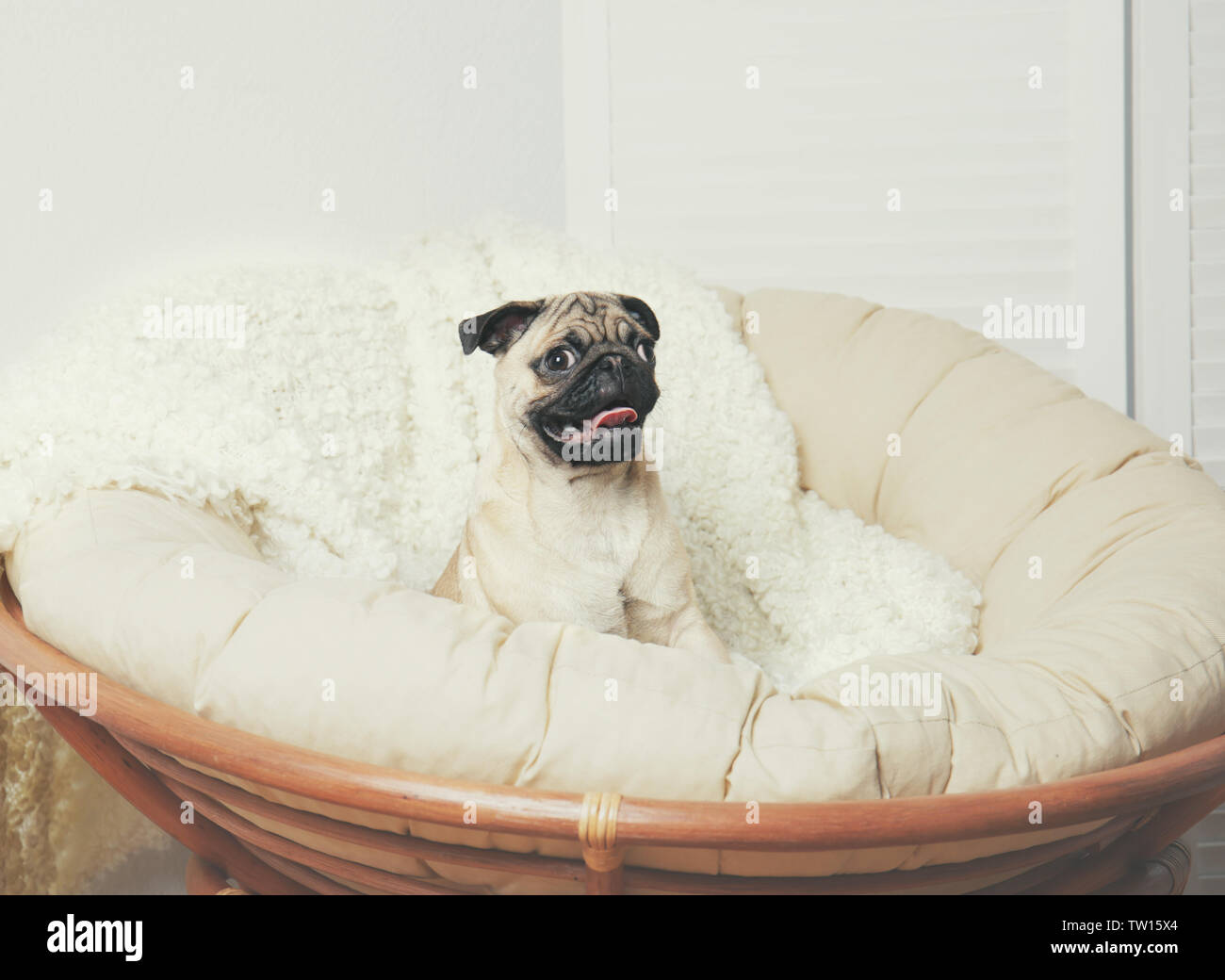 Cuddly dog on chair hi-res stock photography and images - Alamy