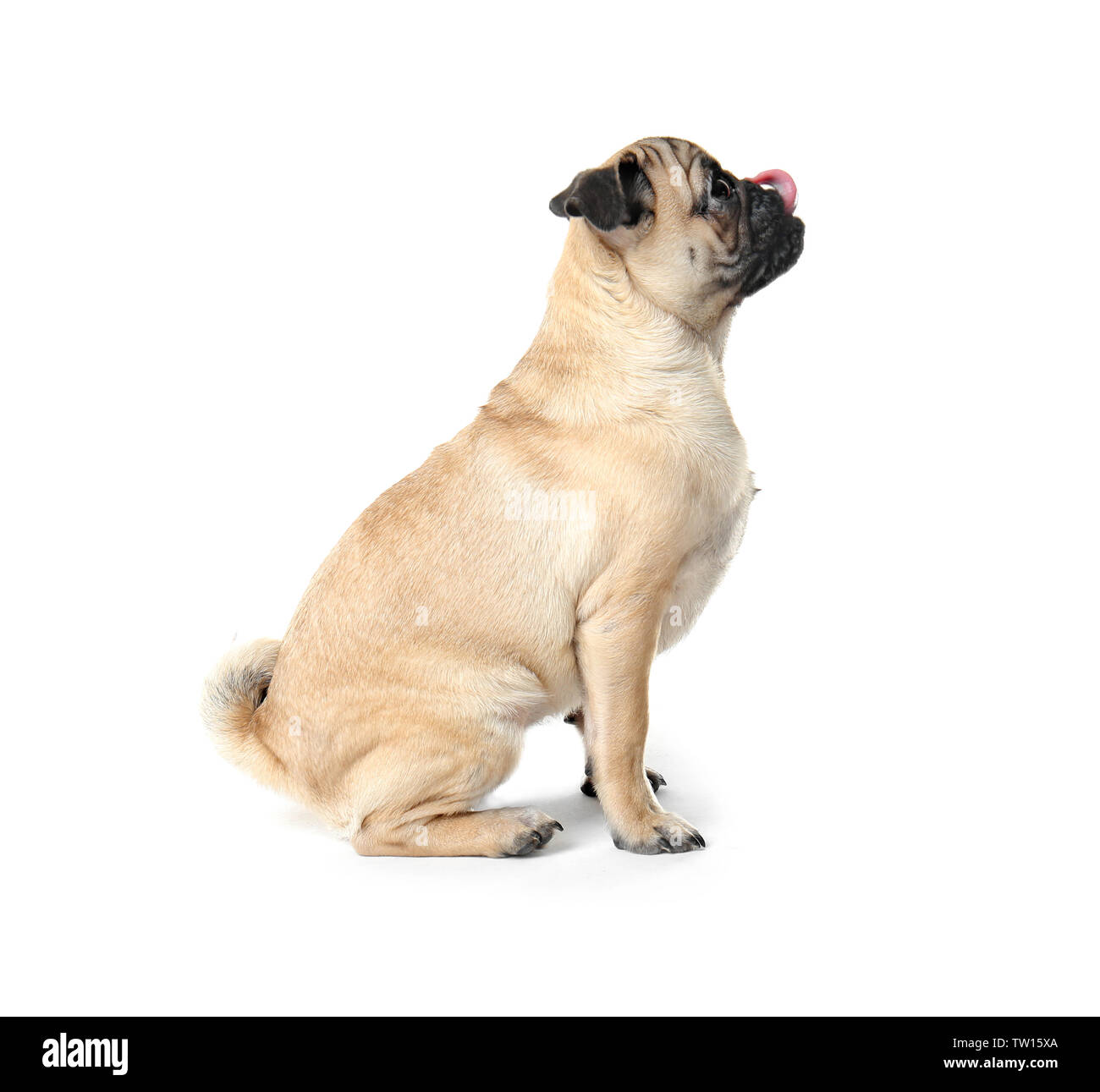 Pug dog on white background Stock Photo - Alamy