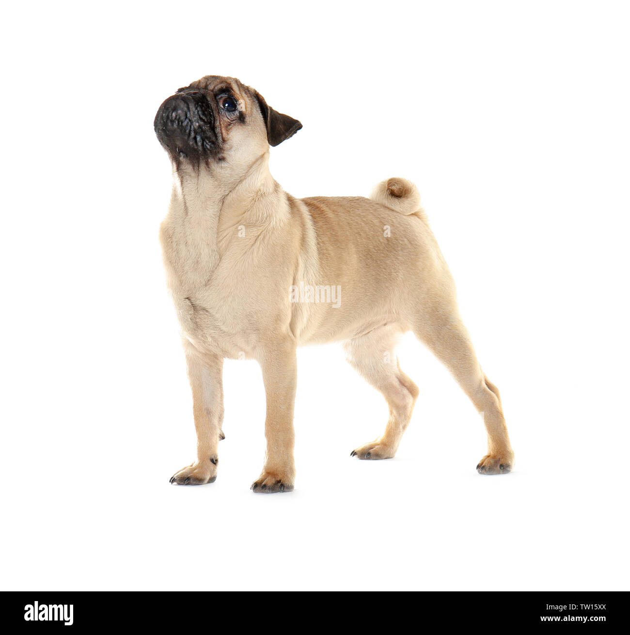 Proud pug dog on white background Stock Photo - Alamy