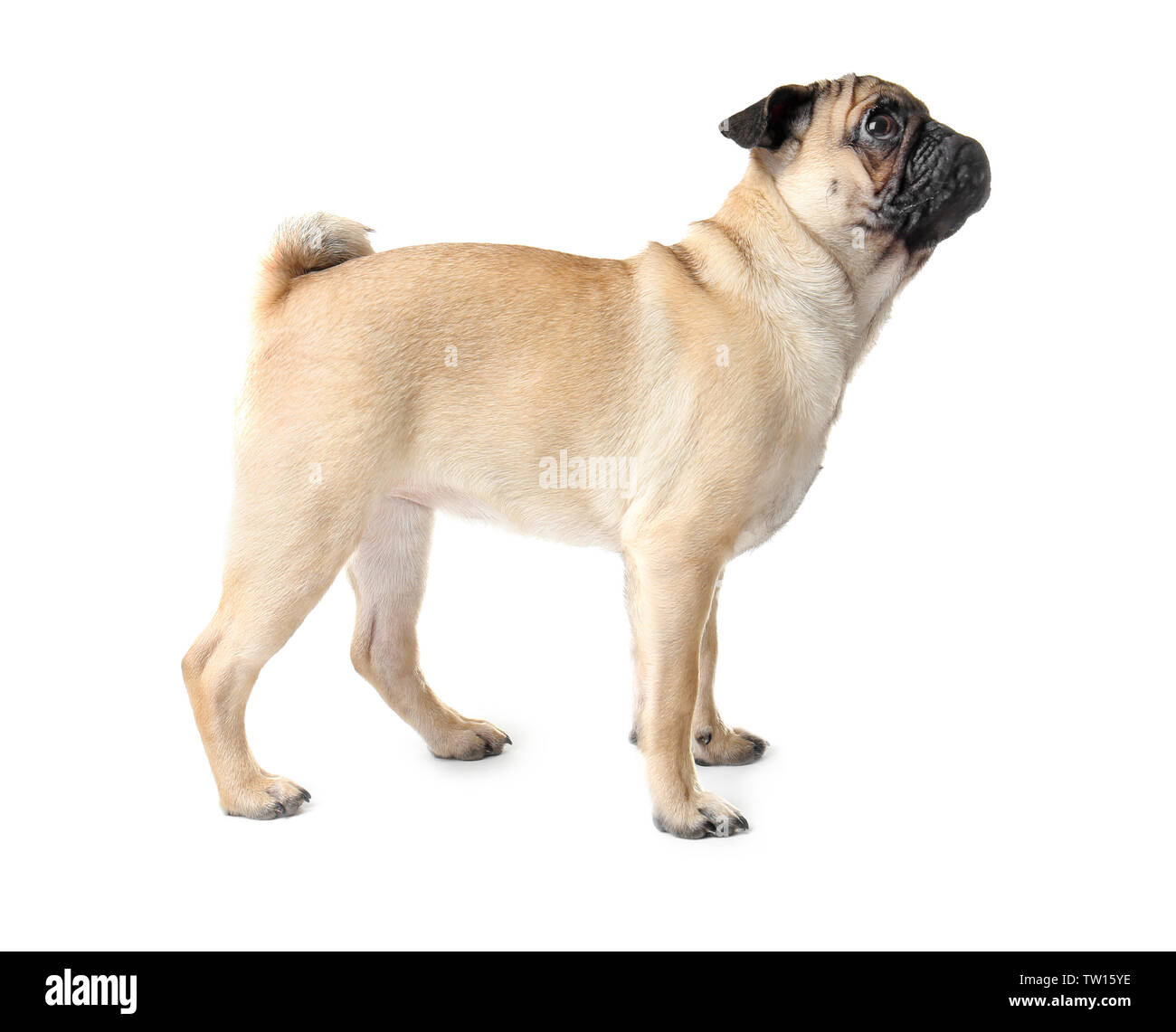 Pug dog on white background Stock Photo - Alamy
