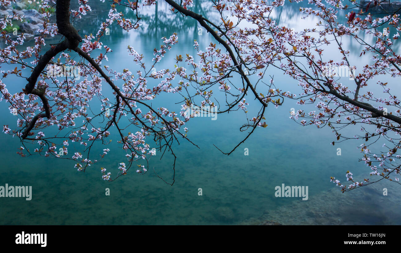 Beautiful cherry blossoms in spring Stock Photo - Alamy