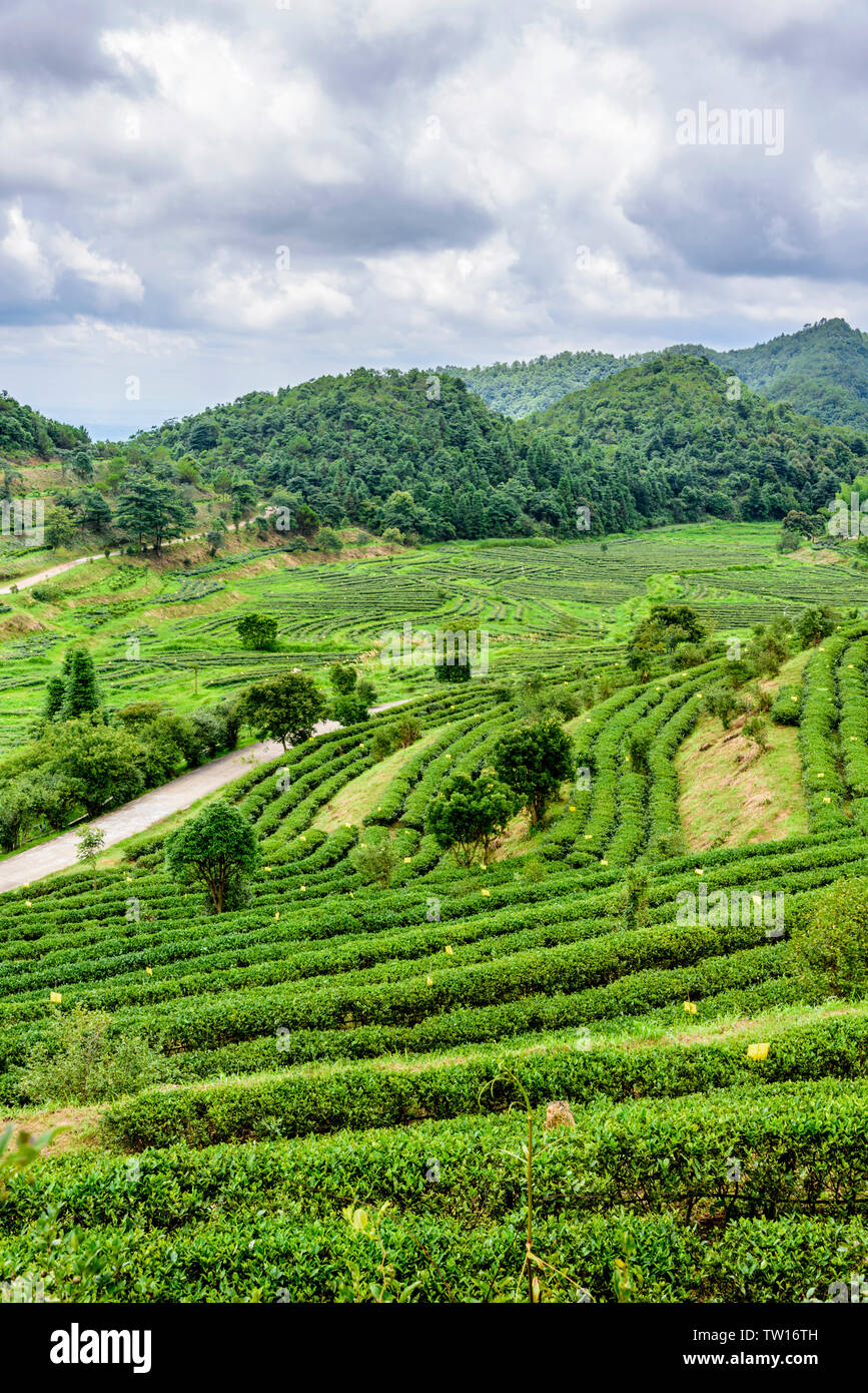 Organic tea garden Stock Photo - Alamy