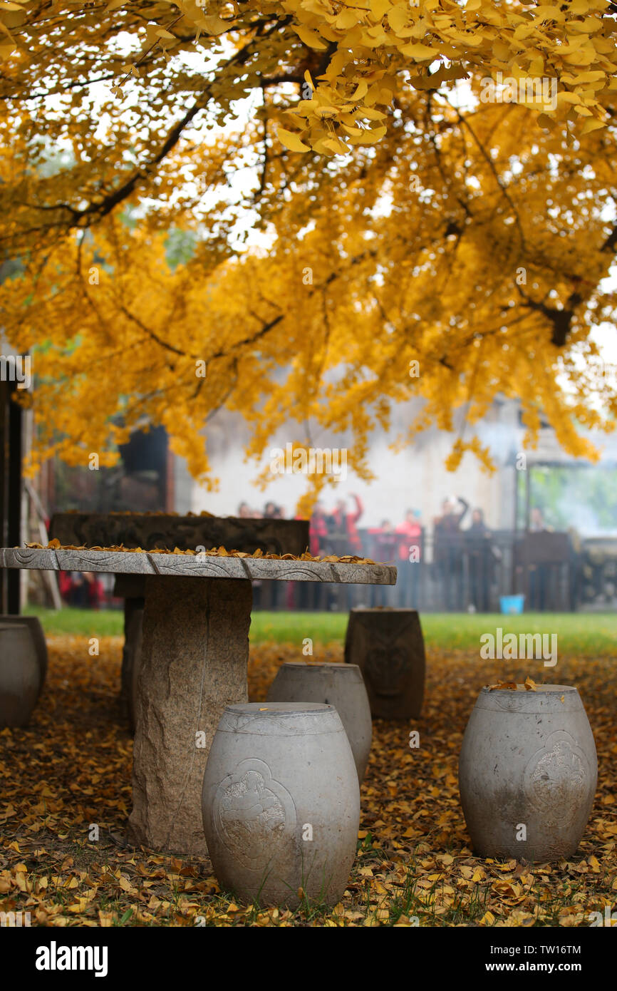 Ginkgo biloba ancient construction for thousands of years ancient ...