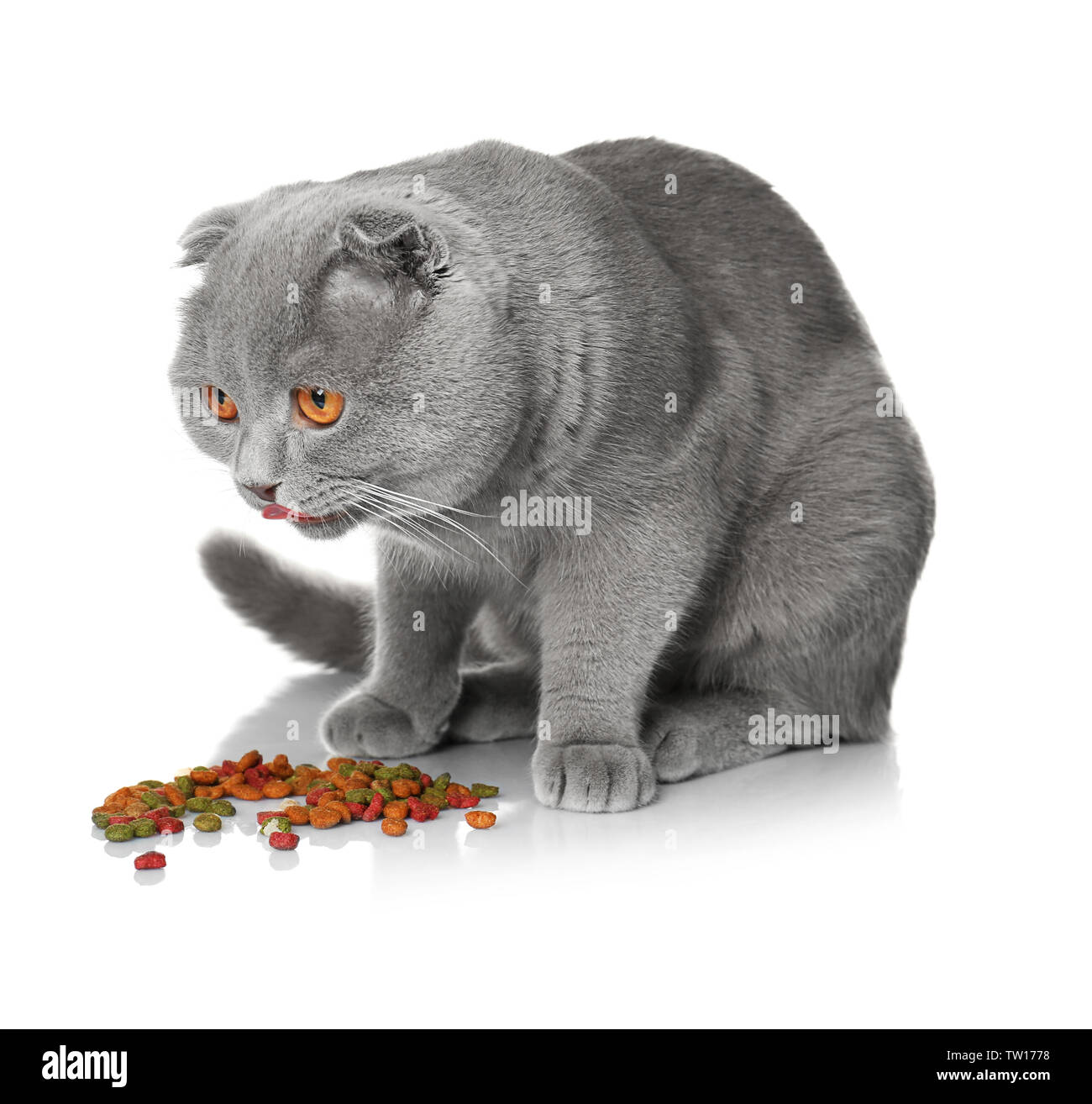 Cute cat eating on white background Stock Photo - Alamy