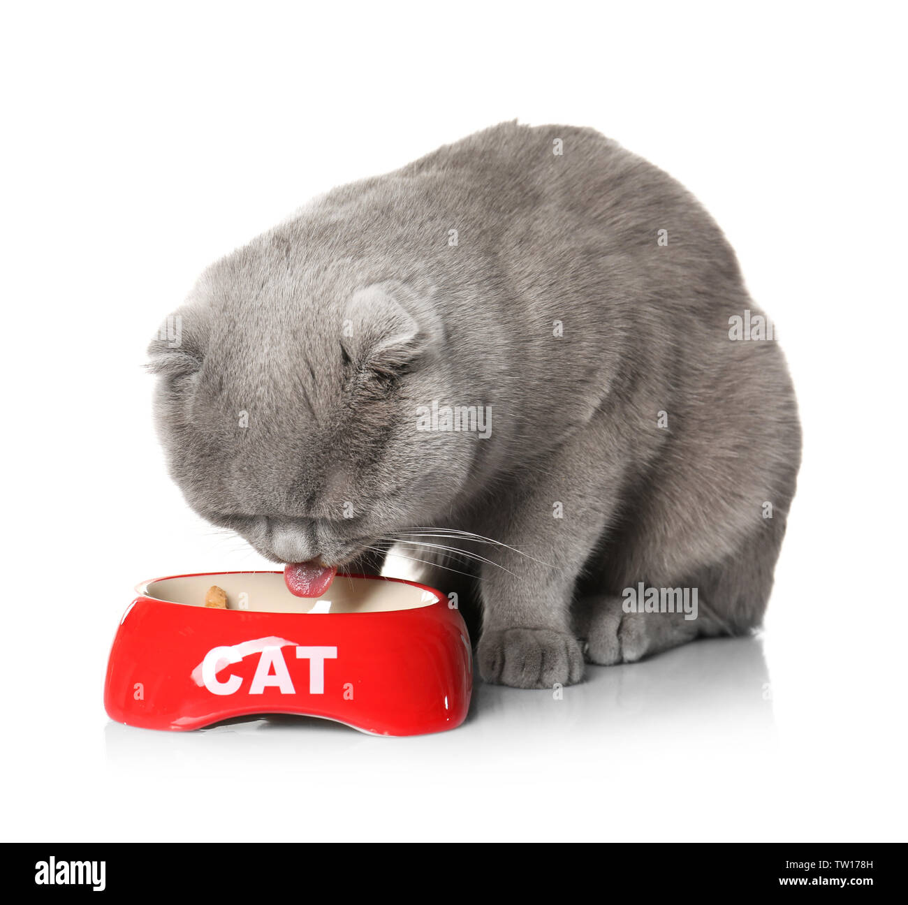 Cute cat eating on white background Stock Photo - Alamy