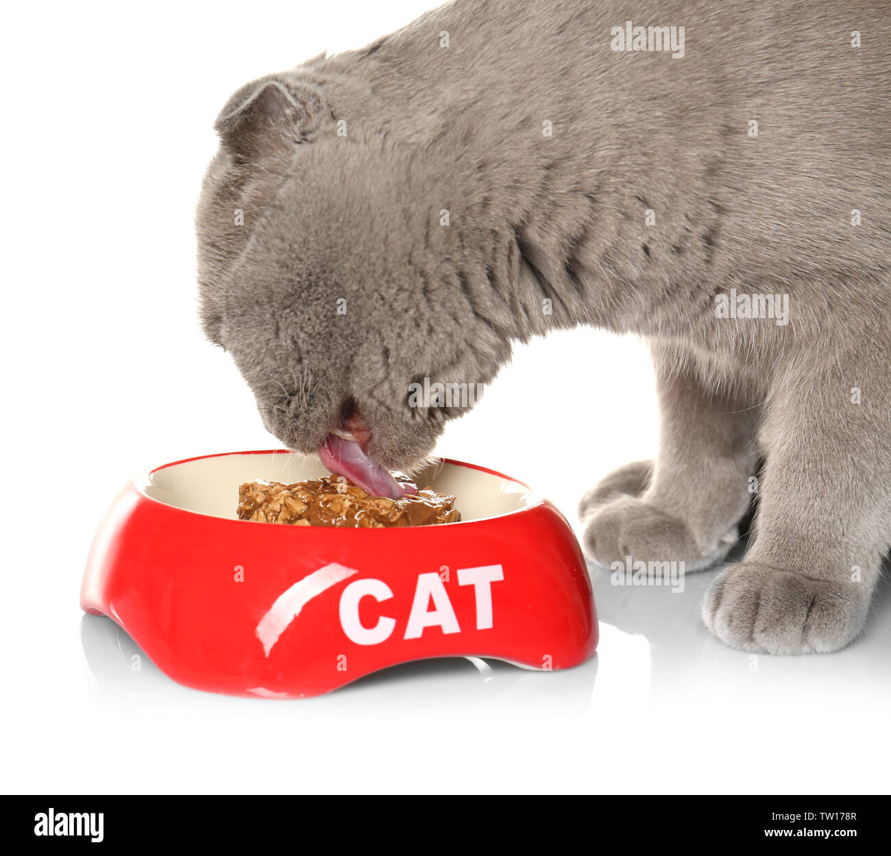 Cute cat eating on white background Stock Photo - Alamy