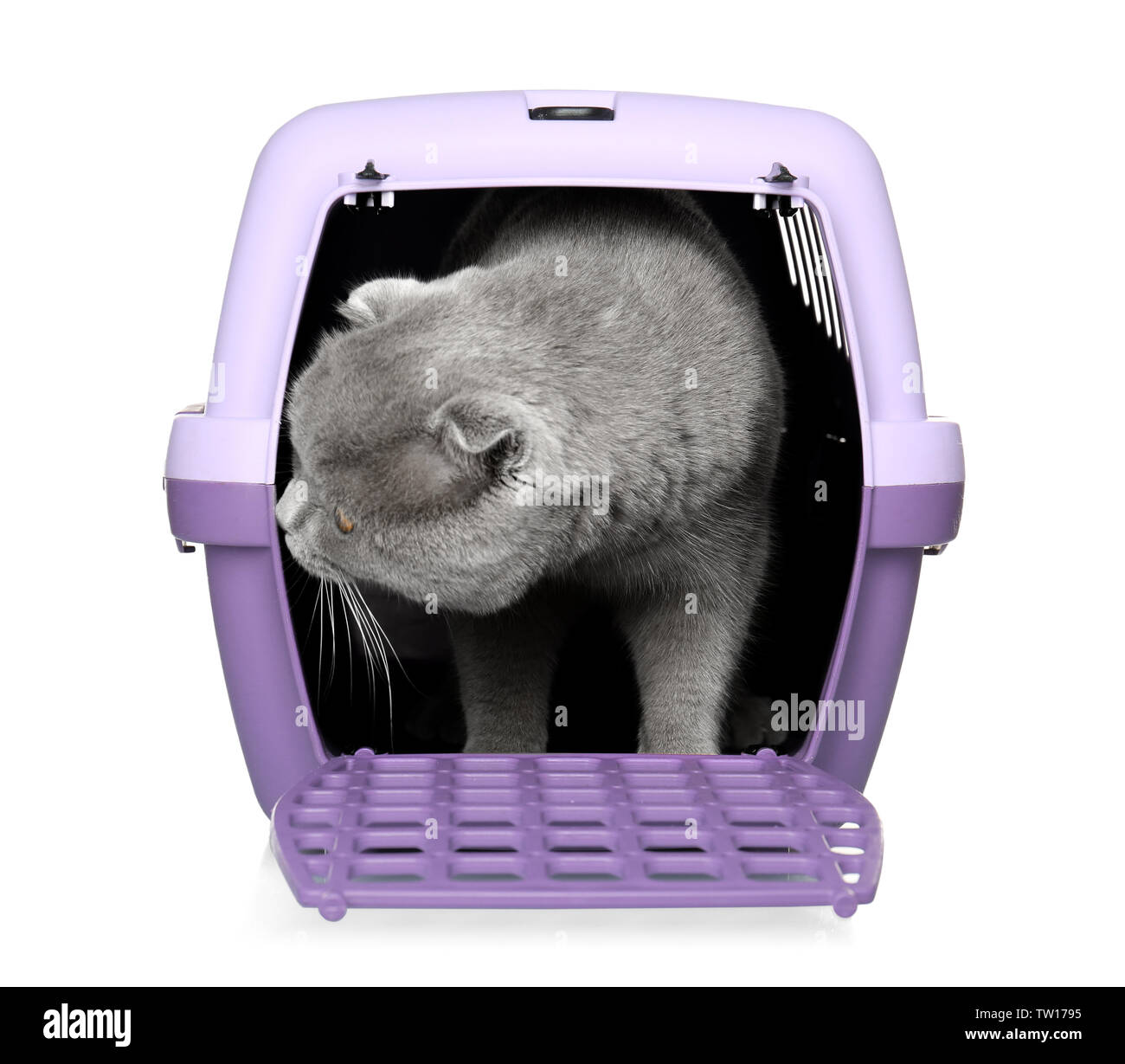 Cute funny cat in plastic carrier on white background Stock Photo - Alamy