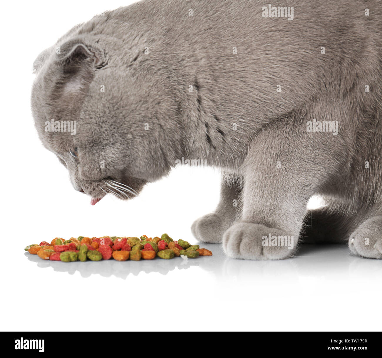 Cute cat eating on white background Stock Photo - Alamy
