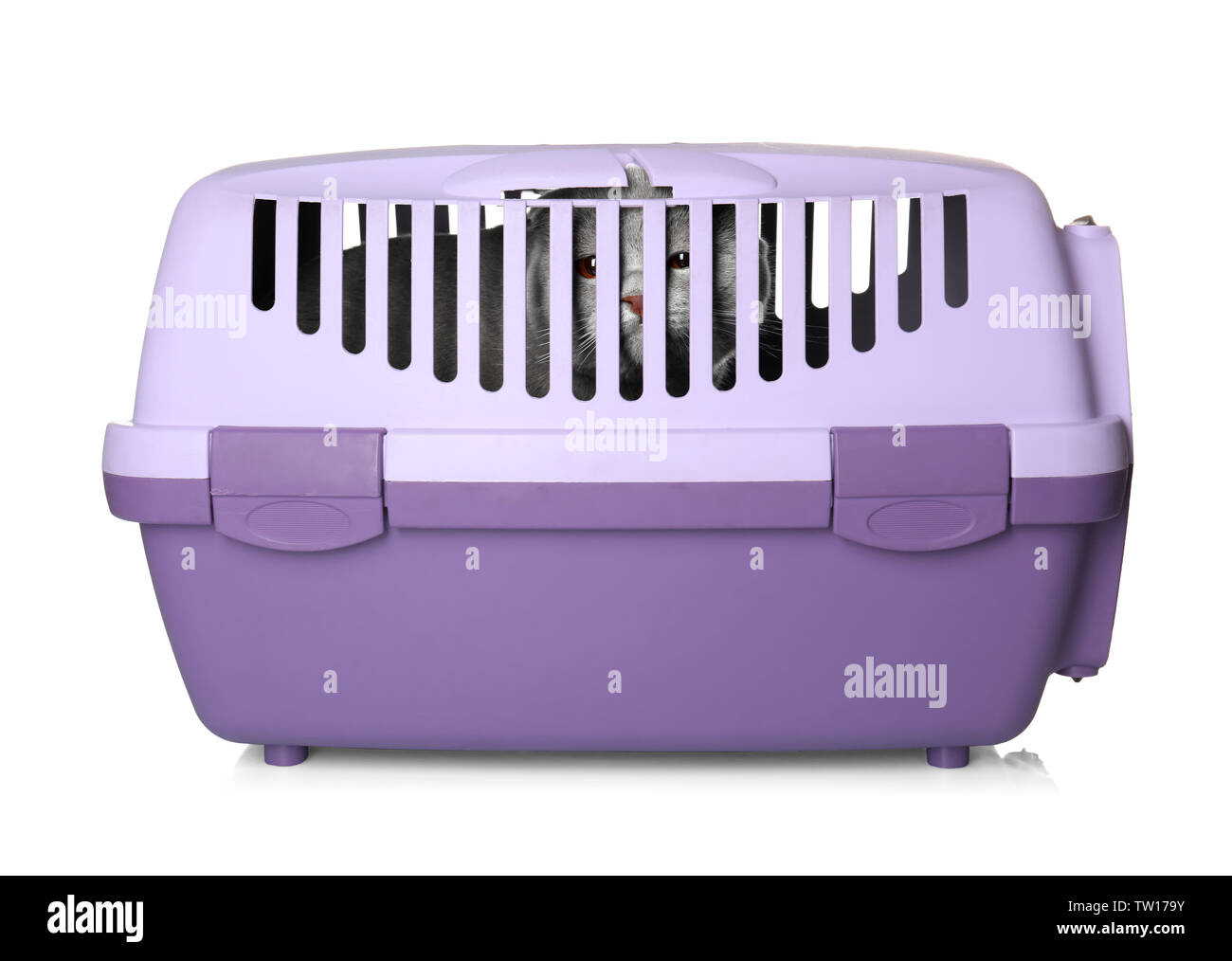 Cute funny cat in plastic carrier on white background Stock Photo - Alamy