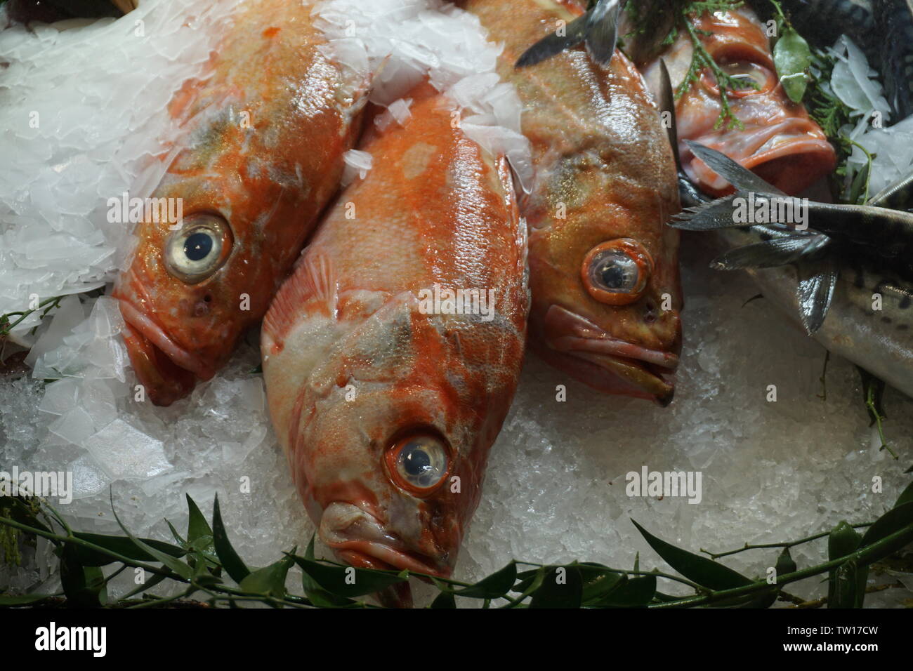 fresh dead fish on display on ice at the mrket Stock Photo - Alamy