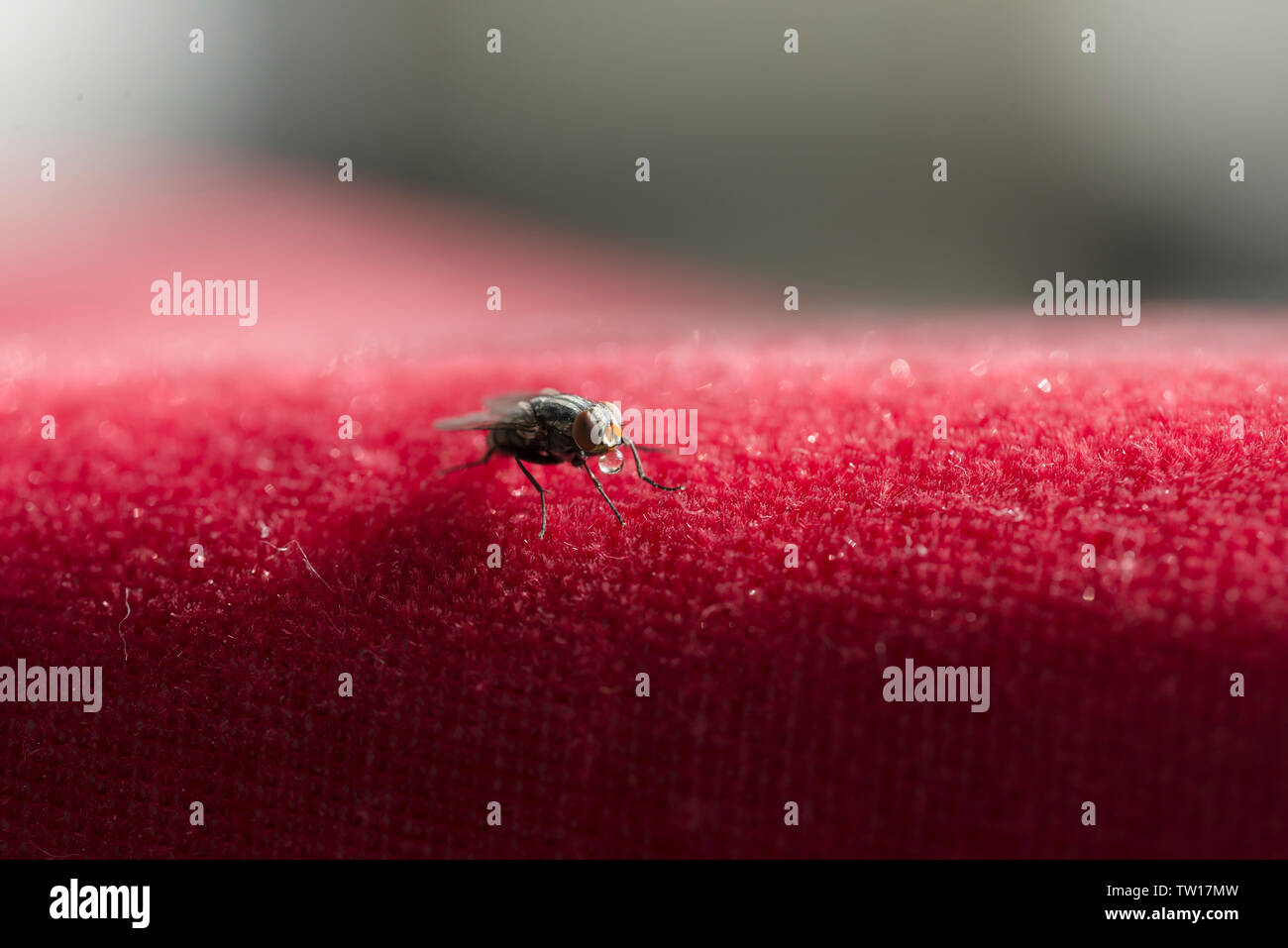 Shooting pests hi-res stock photography and images - Alamy