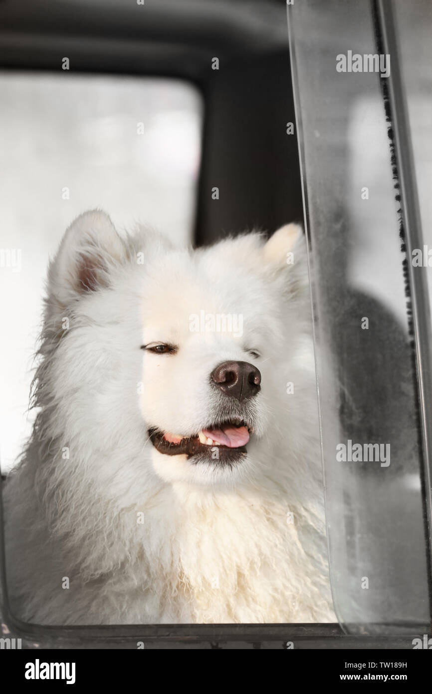 Cute samoyed dog looking out of car window Stock Photo - Alamy