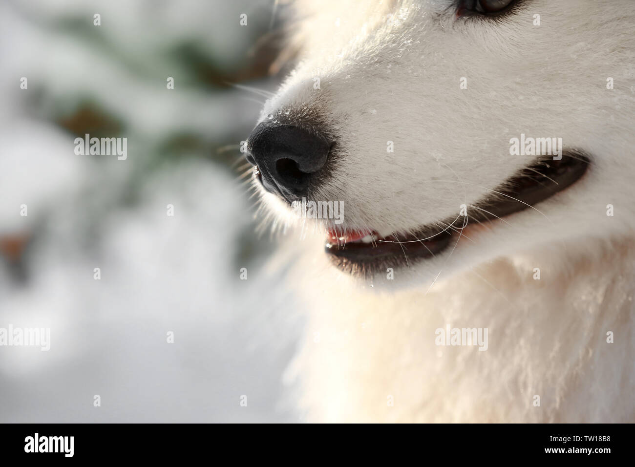 Cute samoyed dog outdoors, closeup Stock Photo - Alamy