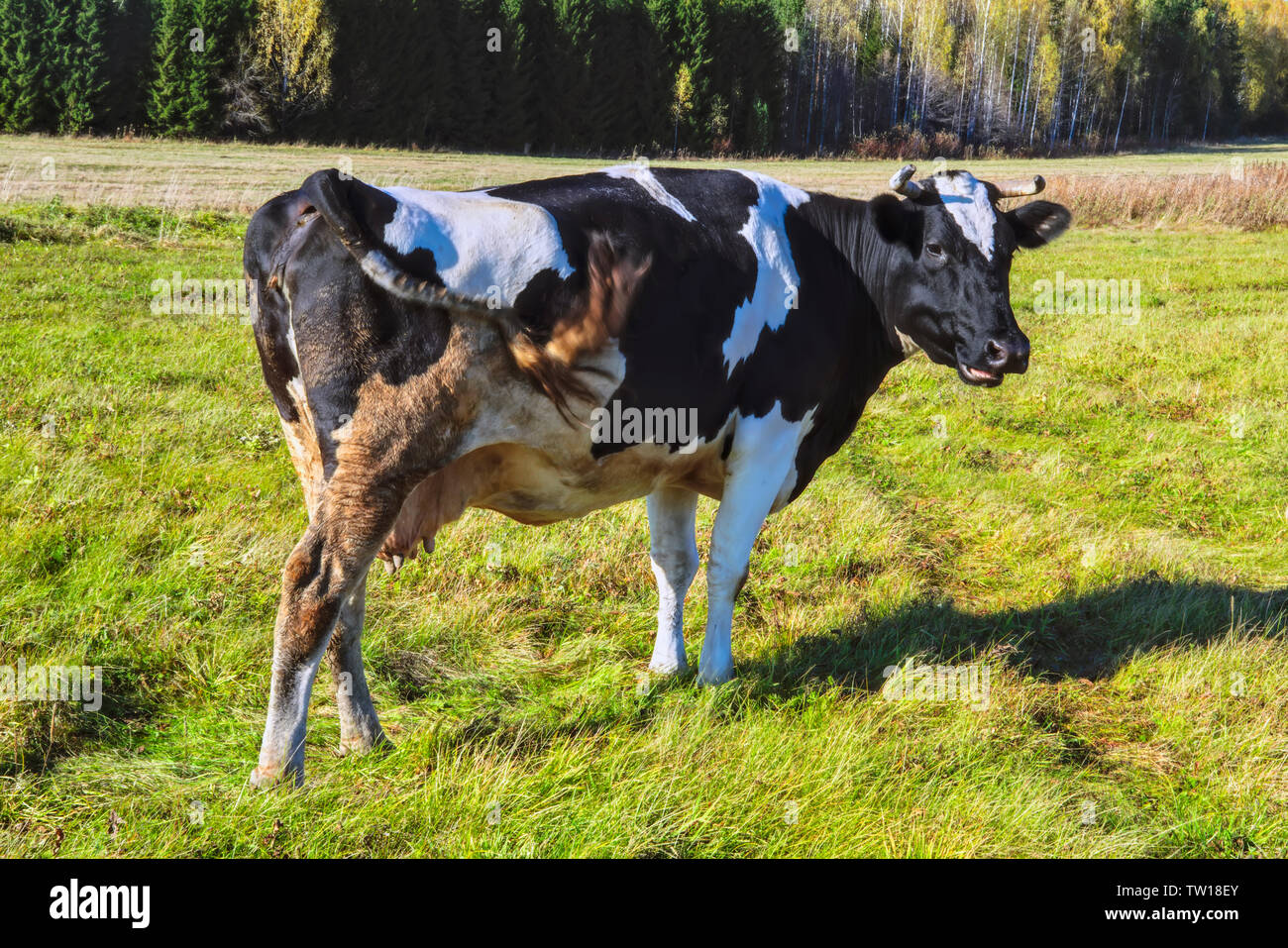 Grazing cows on a pasture. autumn landscape with farmland Stock Photo ...