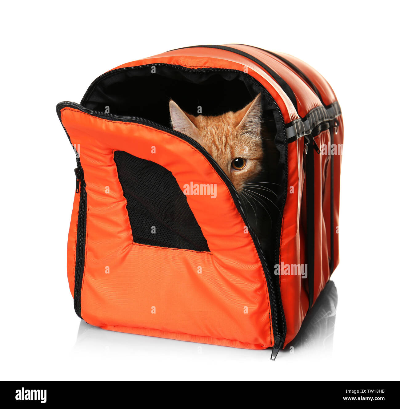 Foxy cat inside carrier box on white background Stock Photo - Alamy