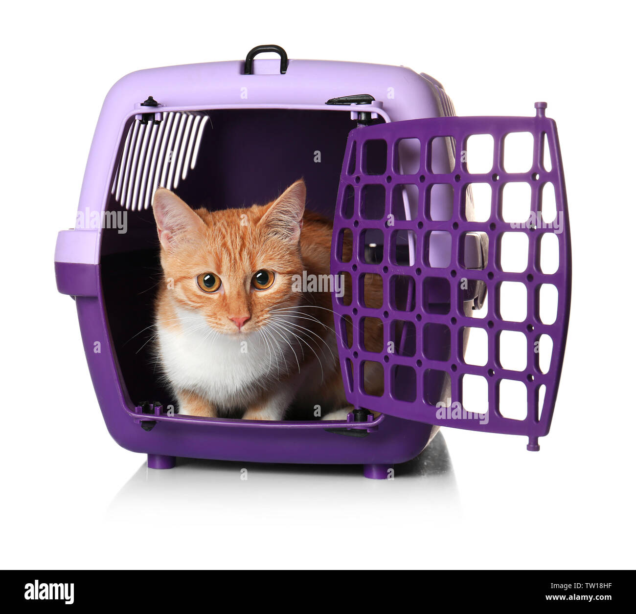 Foxy cat inside plastic carrier box on white background Stock Photo - Alamy