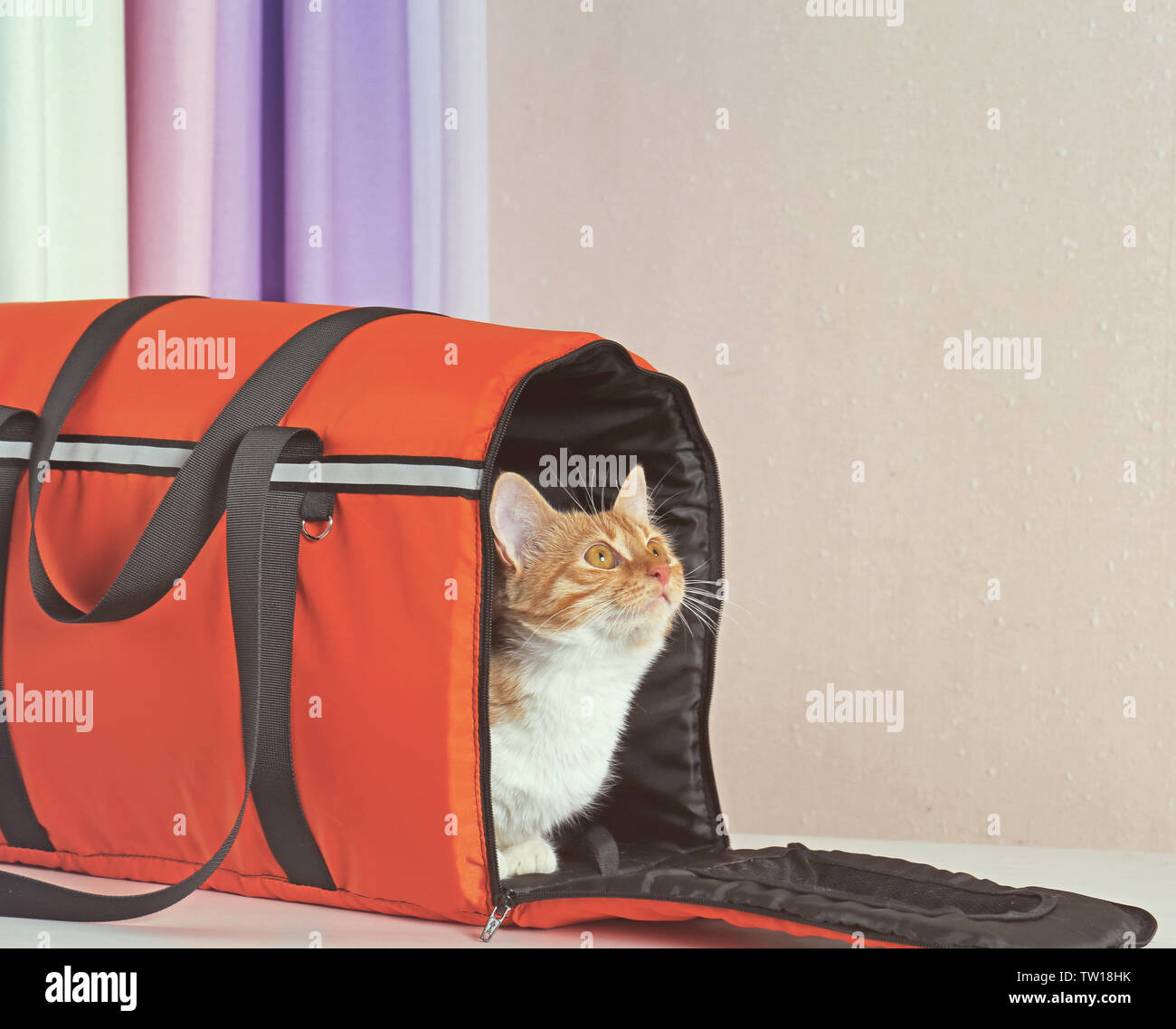 Foxy cat inside carrier box on table Stock Photo - Alamy