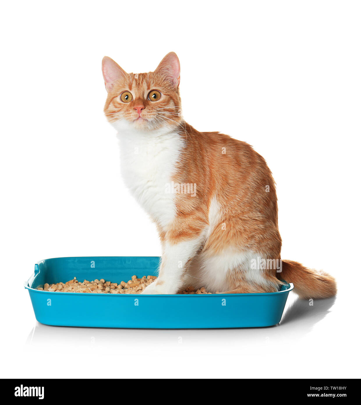 Foxy cat in plastic litter on white background Stock Photo - Alamy