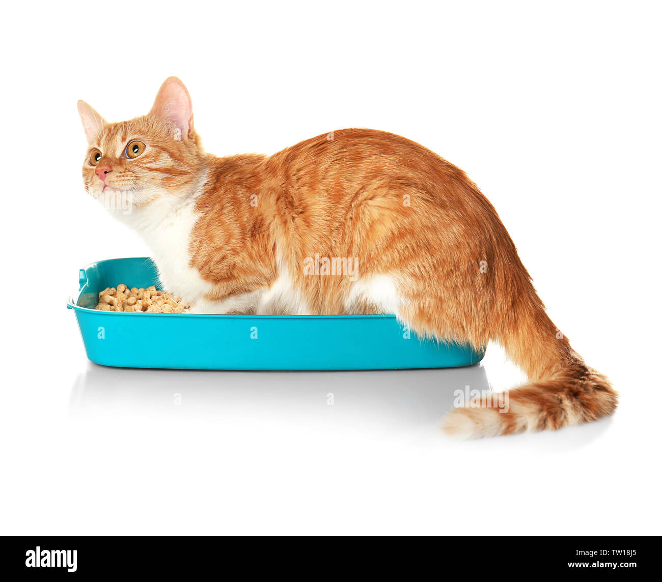 Foxy cat in plastic litter on white background Stock Photo - Alamy
